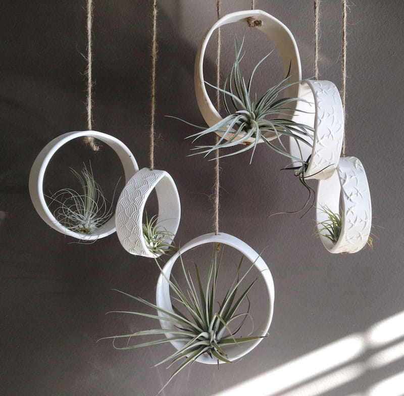 Tillandsias Display Ideas 82 Air Plant Display Ideas | Air Plant